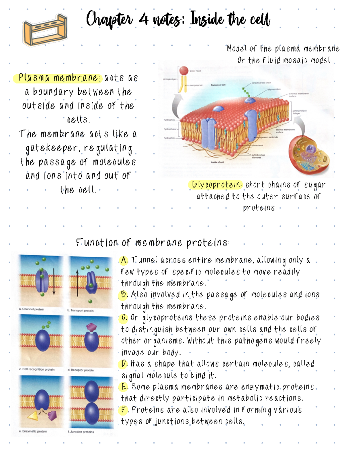 Chapter 4 Notes - Biology - Chapter 4 notes: Inside the ce Model of the ...