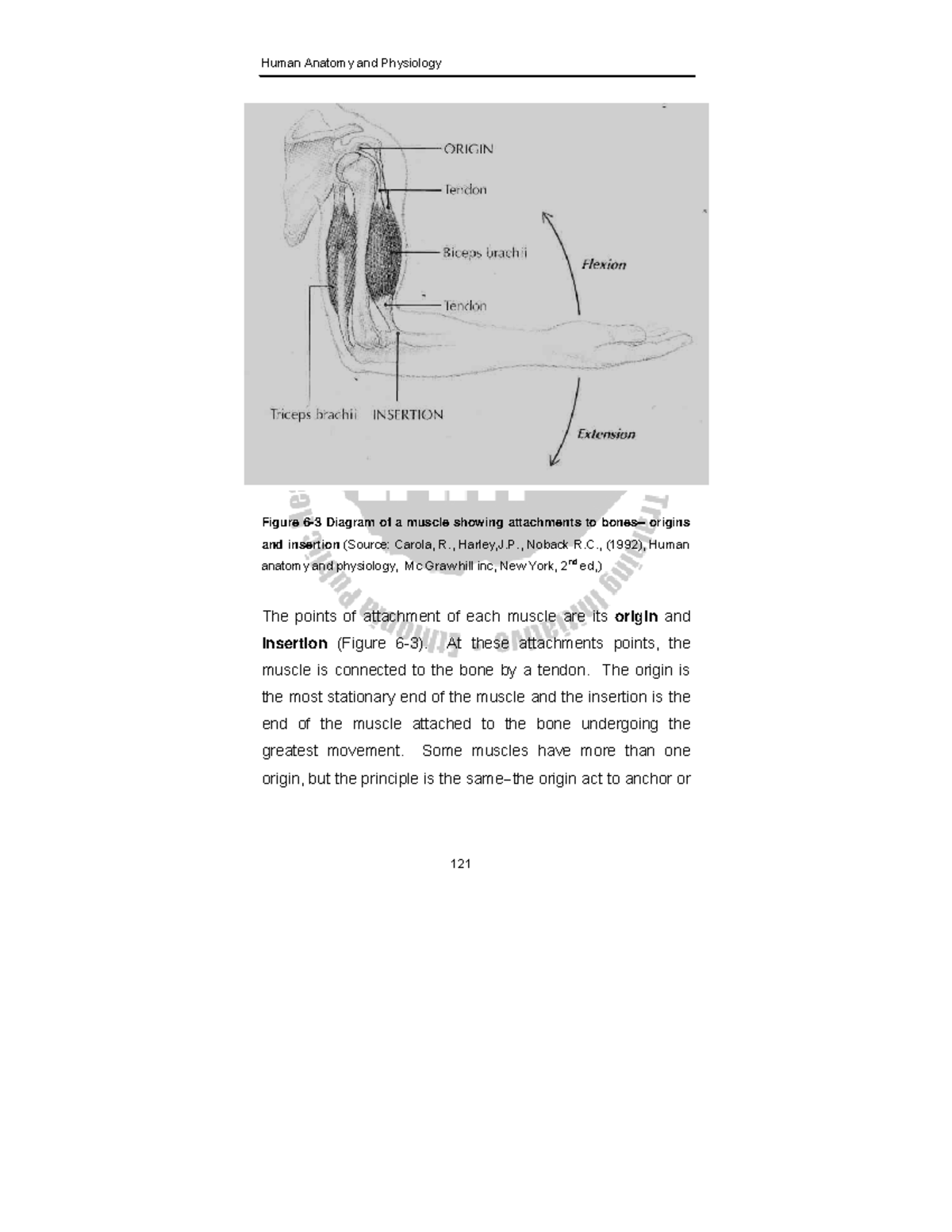 Ln human anat final-131-141 - Figure 6-3 Diagram of a muscle showing ...