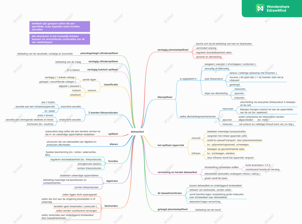 Dekweefsel mindmap - dekweefsel weefsels zijn groepen cellen die een ...