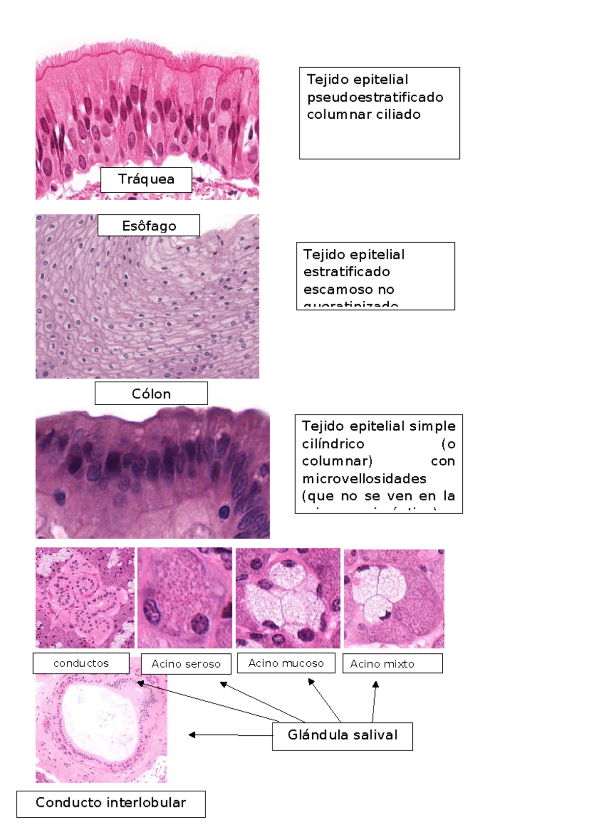 Resumo visual histologia - Tejido epitelial simple cilíndrico (o ...