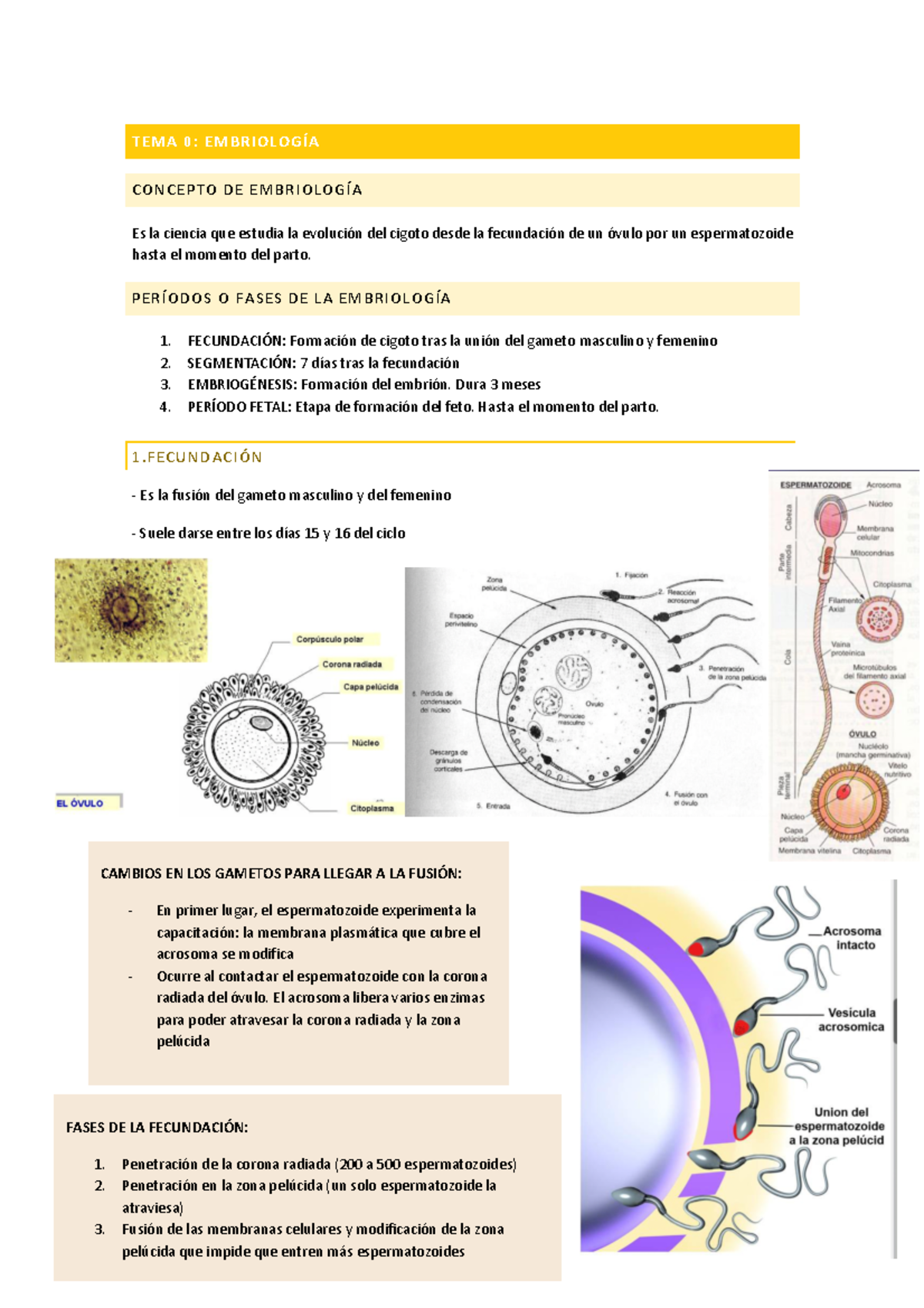 Temas anatomía - 1 TEMA 0: EMBRIOLOGÍA CONCEPTO DE EMBRIOLOGÍA Es la ...