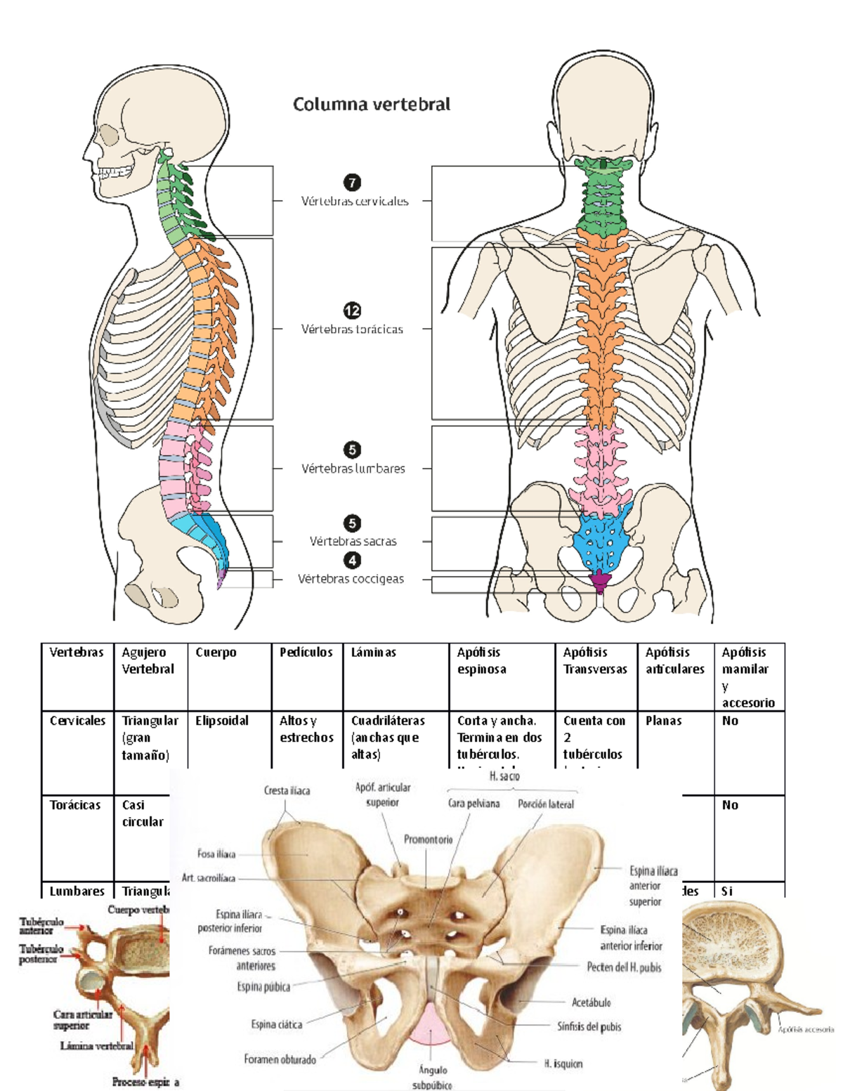 Guia prática 10 - Apuntes sobre columna vertebral y musculos de la ...