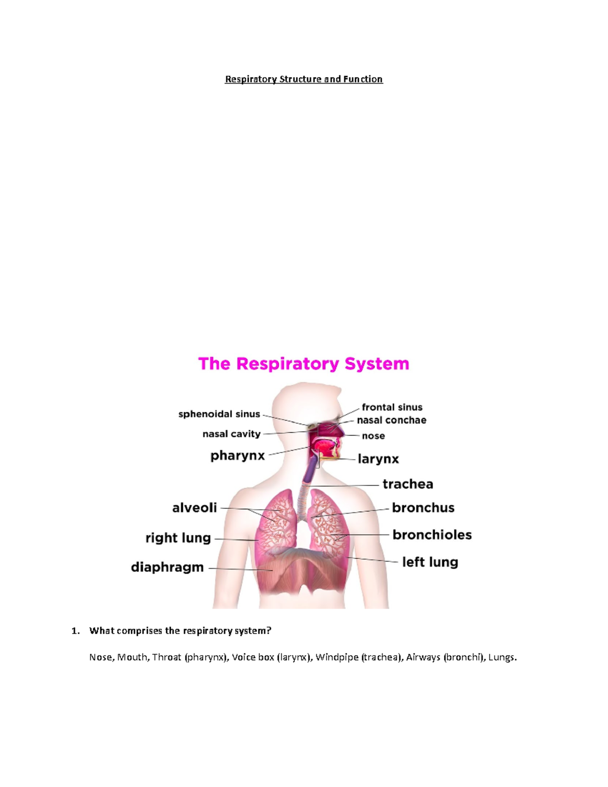 Focus Questions 2- Respiratory and Cardiovascular Systems Completed ...