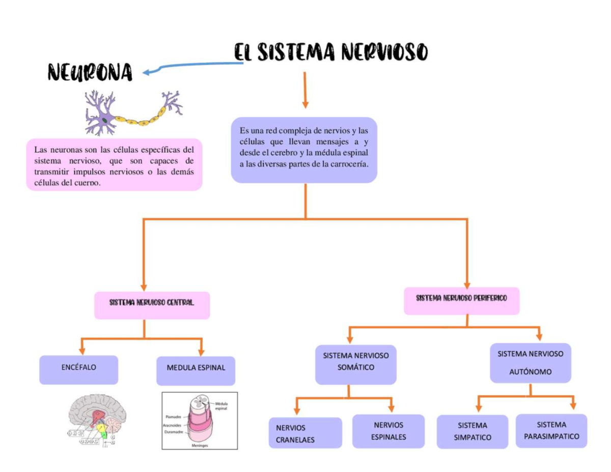 Mapa del Sistema Nervioso - Gestion En Salud I - Studocu