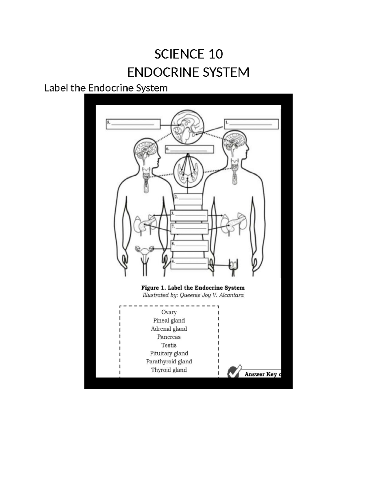 Science 10 - Summary Secondary Education - SCIENCE 10 ENDOCRINE SYSTEM ...