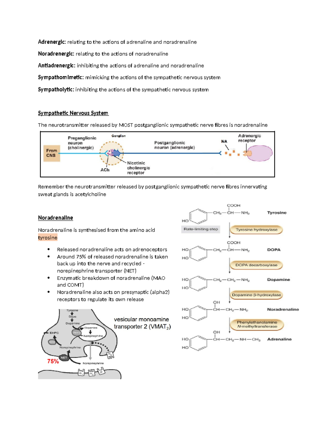 PCOL2021 Module 2: Adrenergic Pharmacology Notes - Adrenergic: relating ...