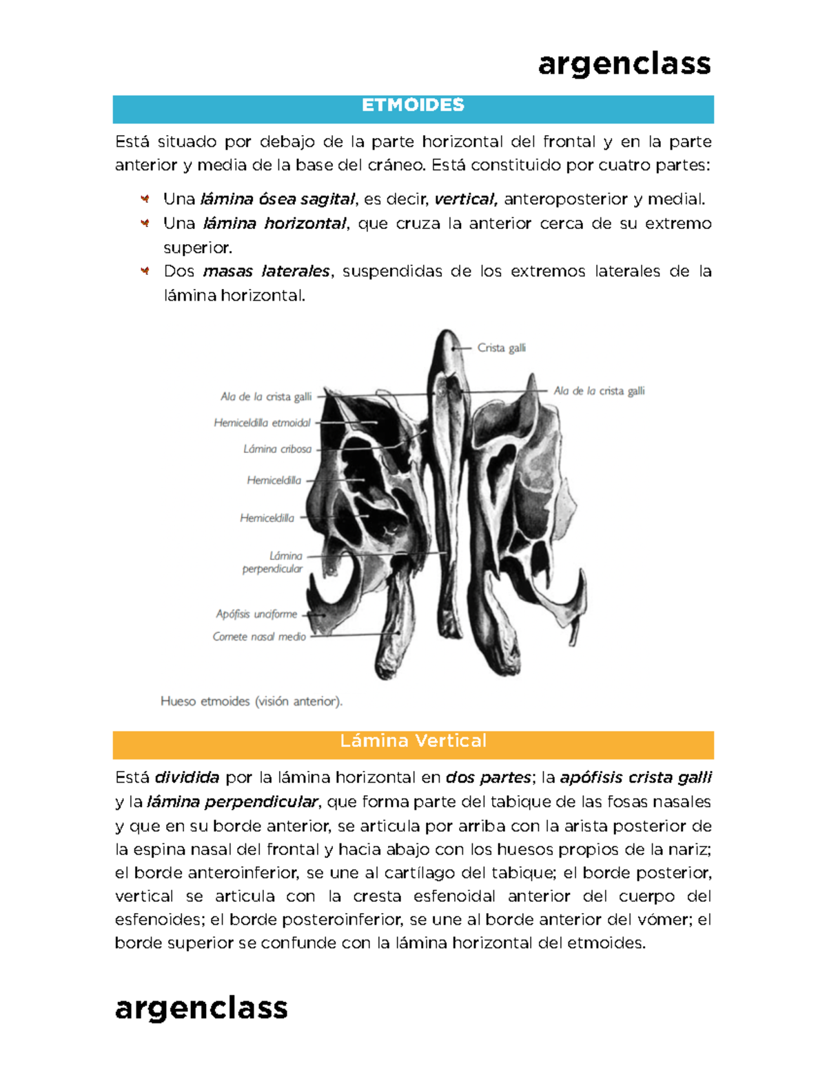 FR Etmoides - ETMOIDES Está situado por debajo de la parte horizontal ...