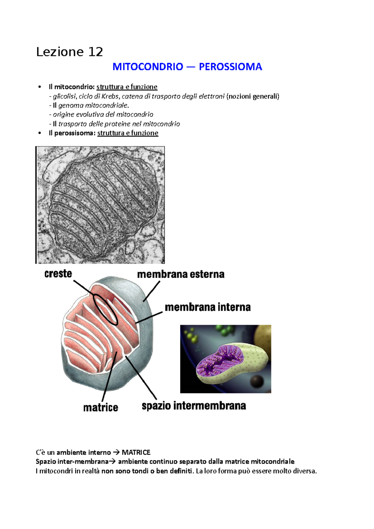 Lezione 12- Mitocondrio E Perossioma - Lezione 12 MITOCONDRIO ...