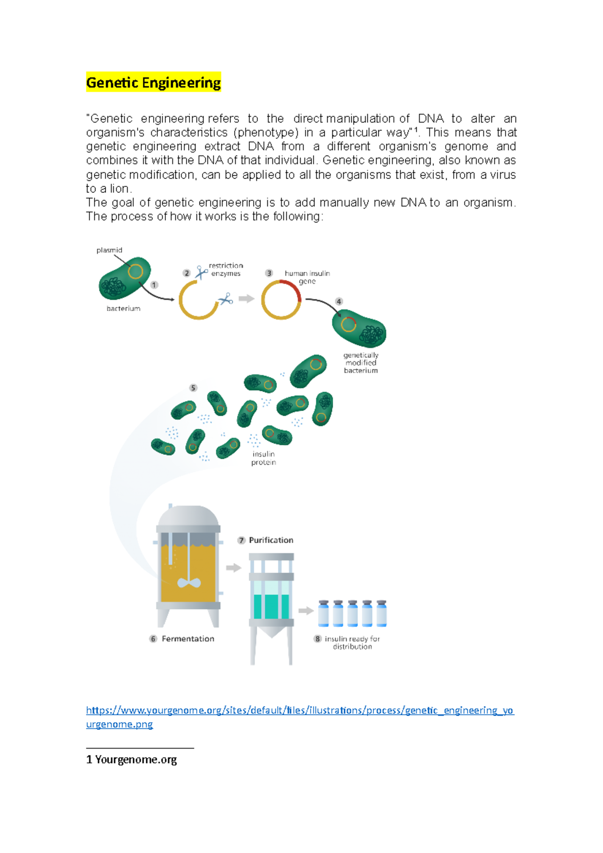Genetic Engineering Process In Humans