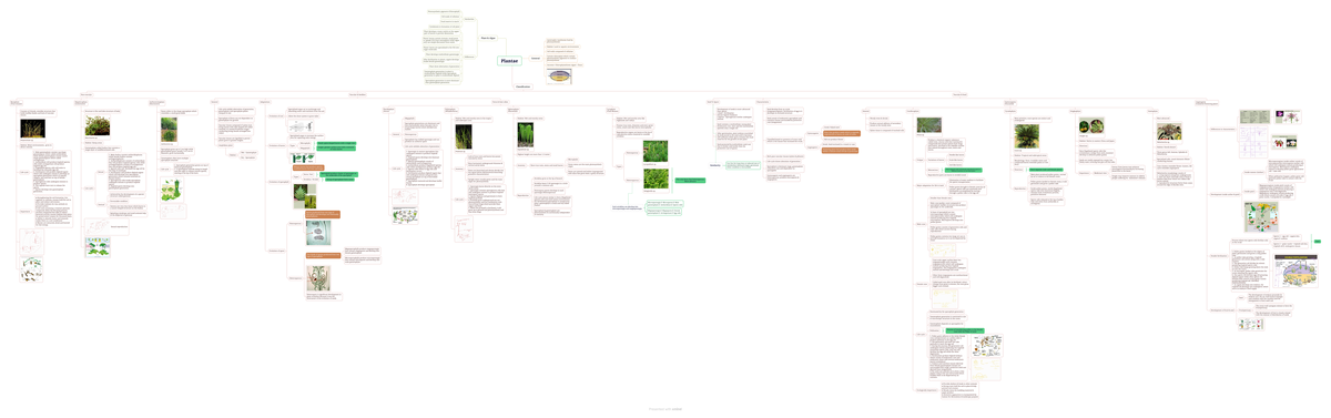 Plantae-230721185334 - Plantae Classification Non-vascular Bryophyta ...