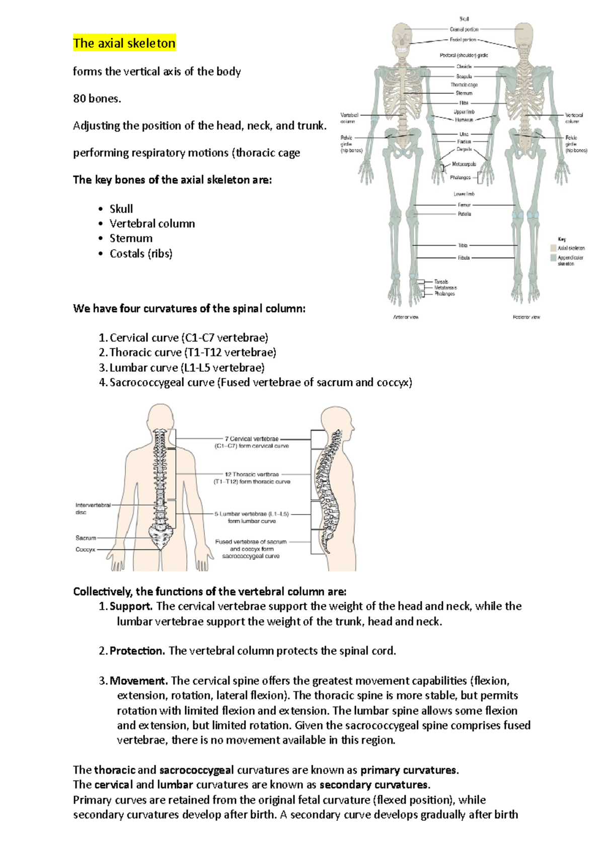 The axial skeleton - human biology notes - The axial skeleton forms the ...