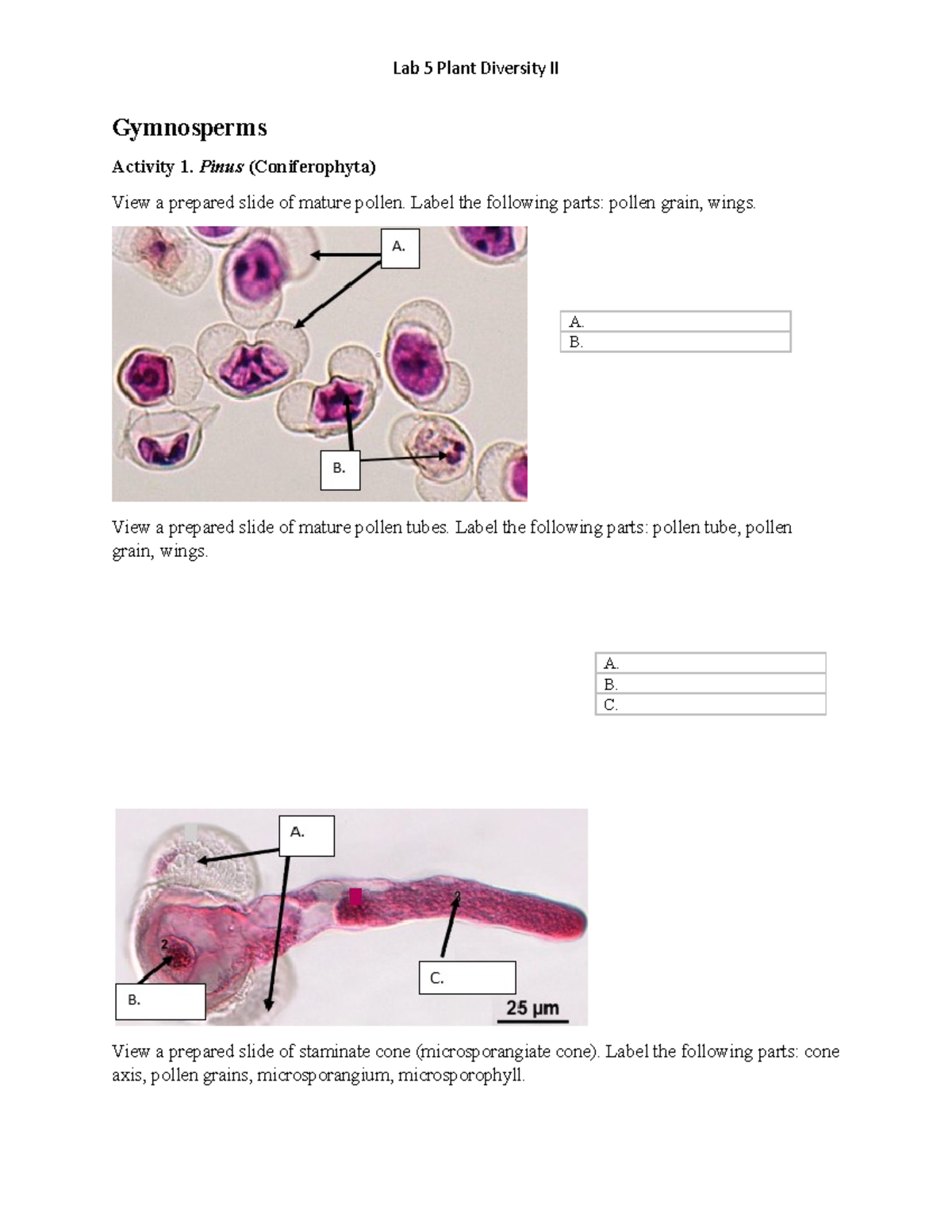 5 Plant Diversity II - Gymnosperms Activity 1. Pinus (Coniferophyta ...