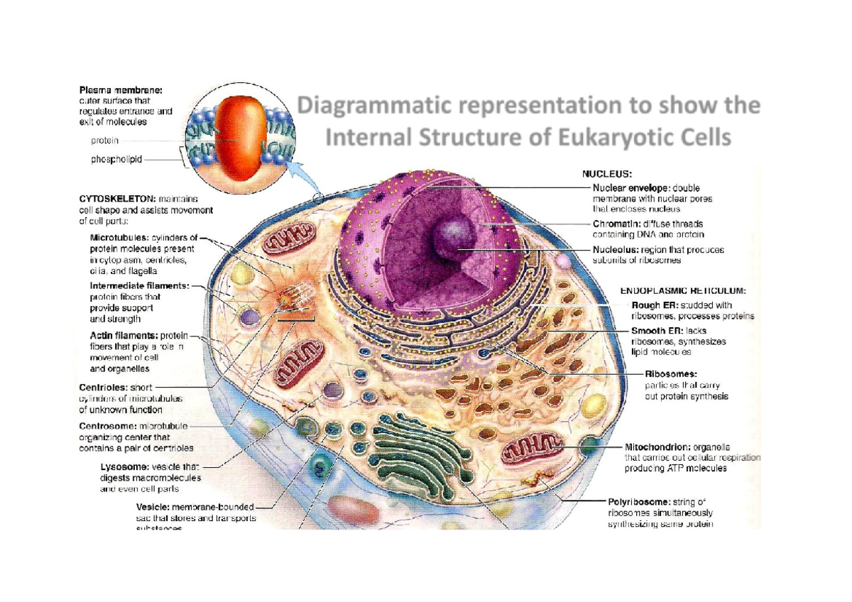 Cell Structure - BS1003 - Studocu