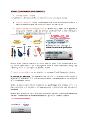 motoneuronas gamma - 1. ¿Qué son las motoneuronas gamma y de qué ...