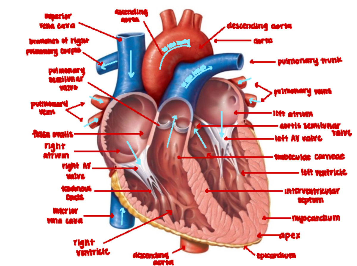 Heart practical - superior ascending aorta vena Cava descending aorta ...