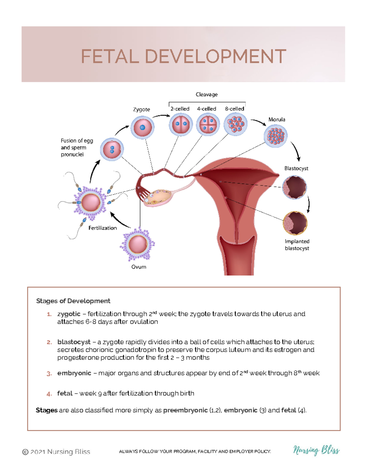 MAT-003-Fetal-Devopment-by-Nursing Bliss - Stages of Development ...
