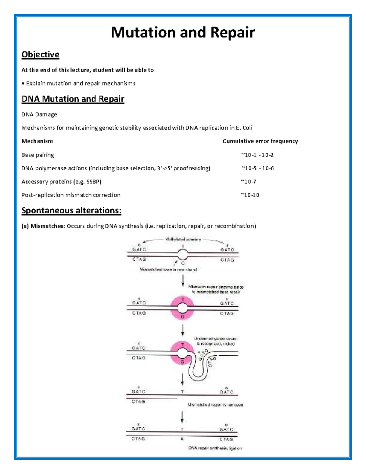 Mutation and Repair - Coli Mechanism Cumulative error frequency Base ...