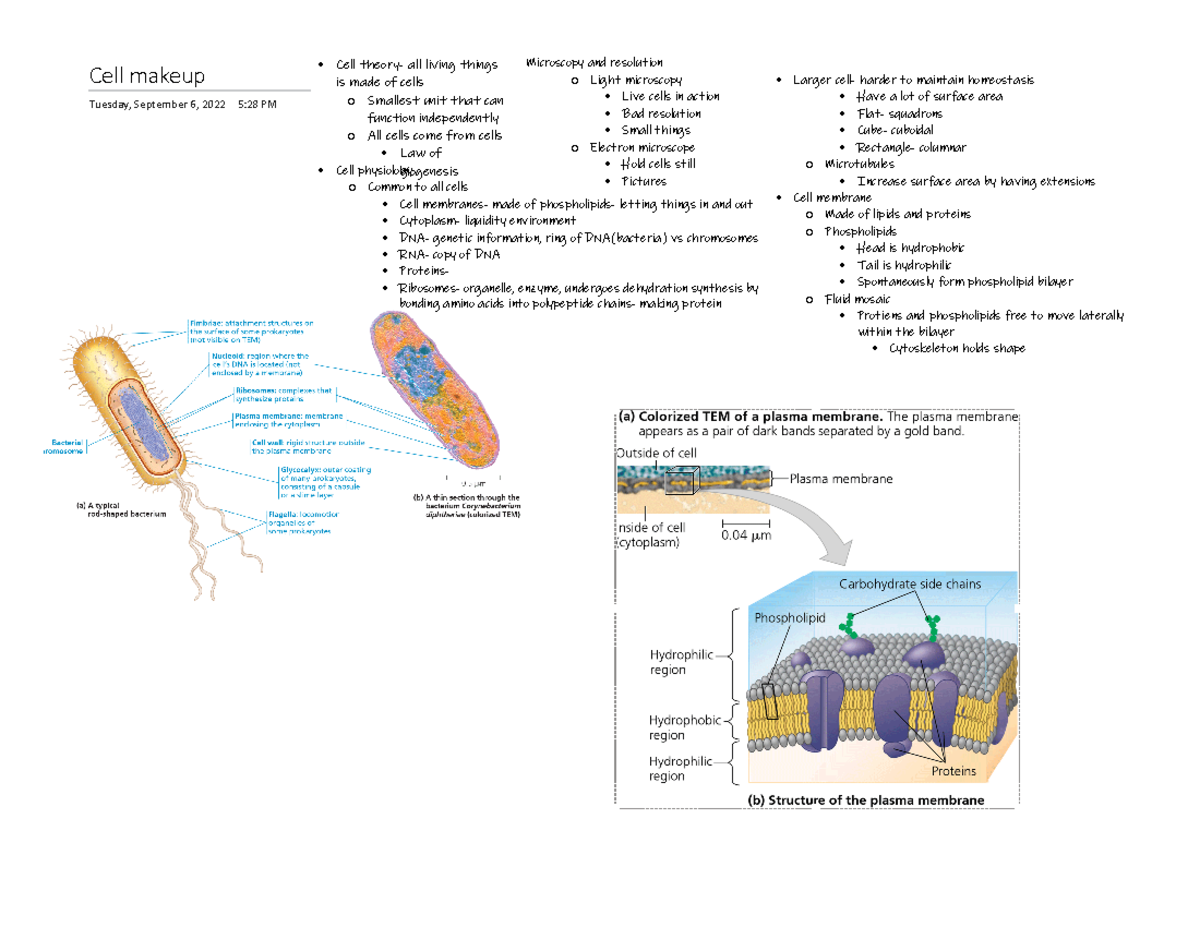 Cell makeup - Dr. Zhong - Cell makeup Tuesday, September 6, 2022 5:28 ...