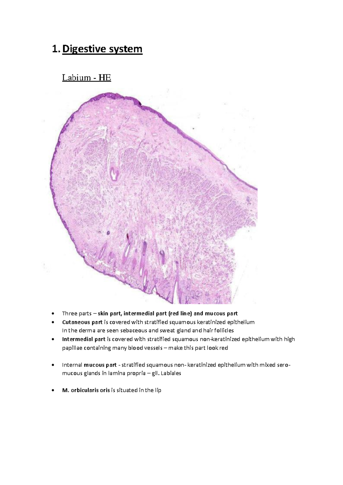 1. Microanatomy - ALL Slides - 1. Digestive system Labium - HE • Three ...
