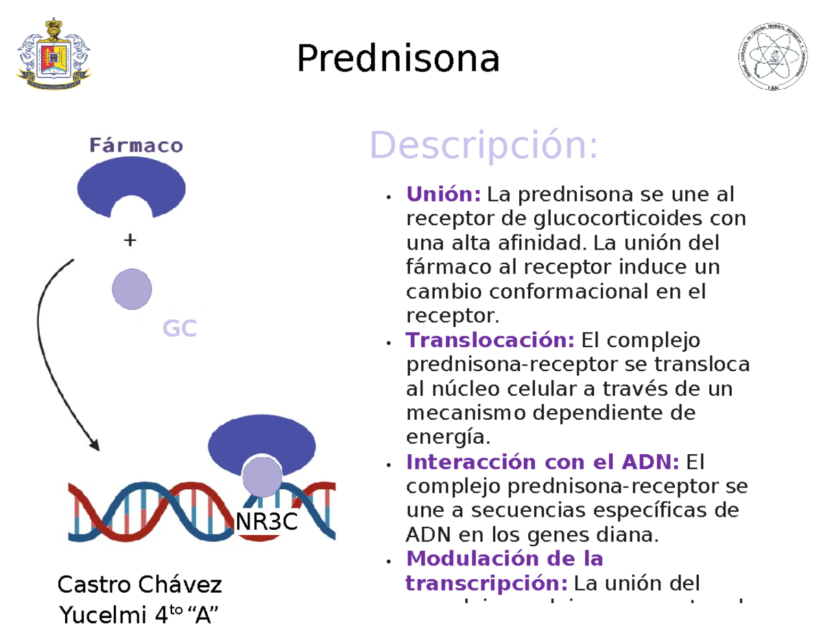 Pednisona - trabajo - Castro Chávez Yucelmi 4 to “A” GC NR3C 1 ...