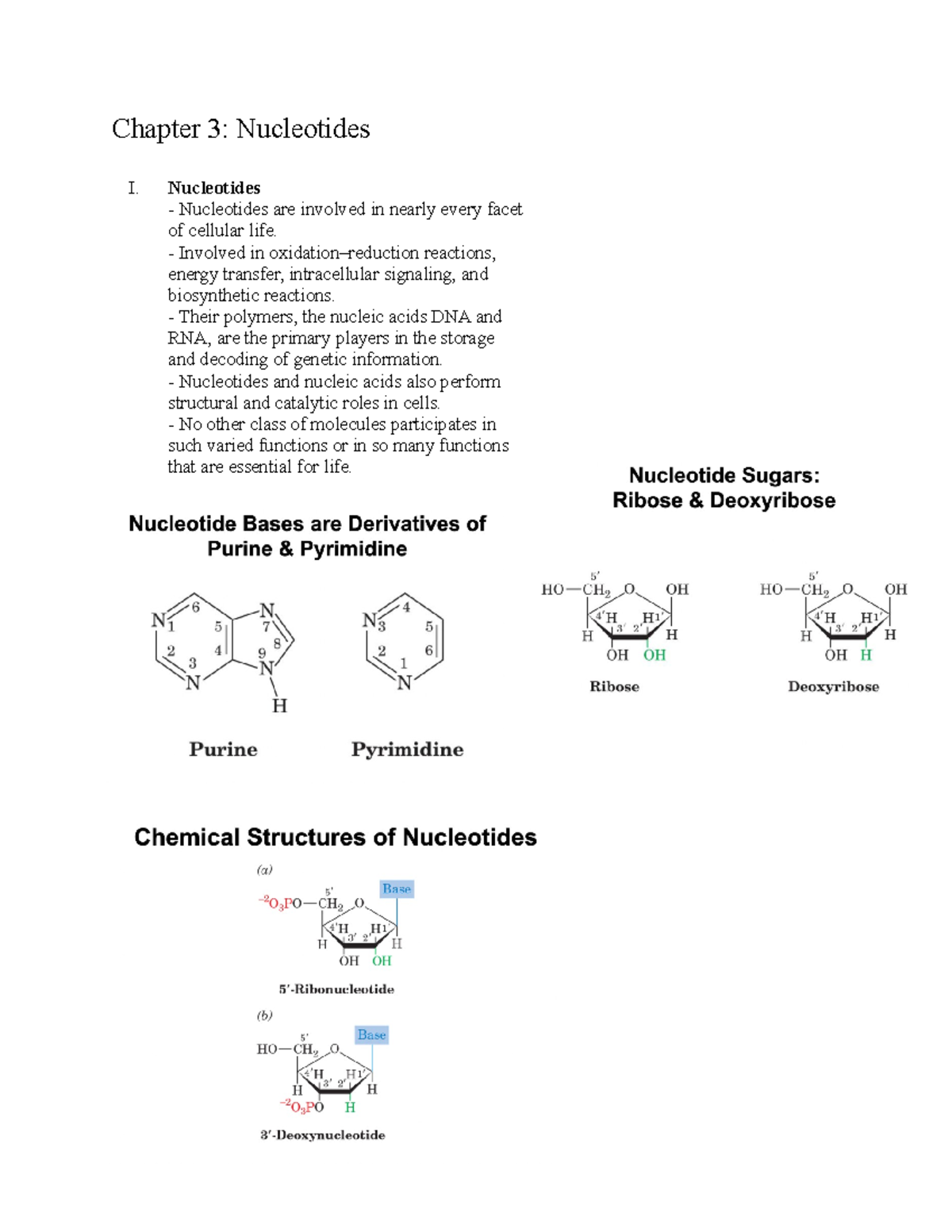Biochem Chapter 3 - Notes - Chapter 3: Nucleotides I. Nucleotides ...