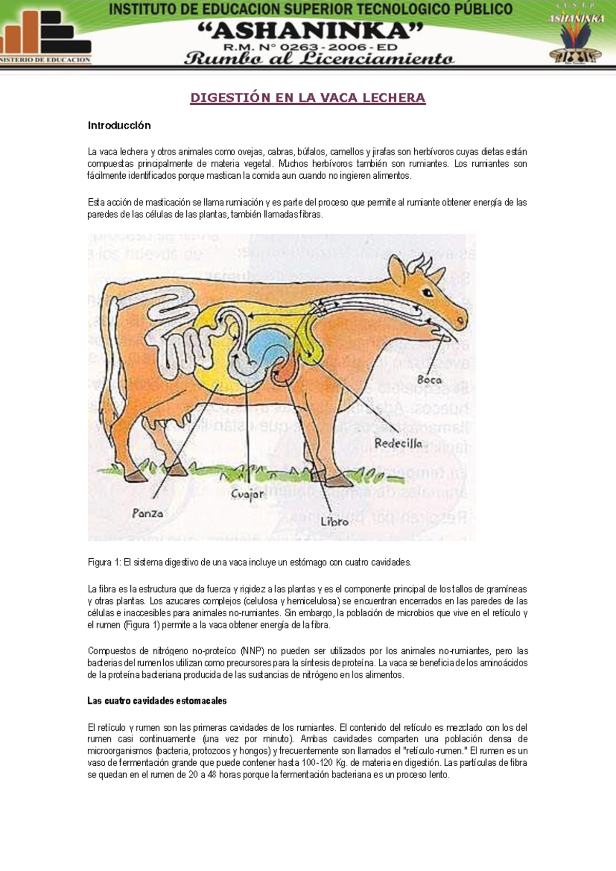 Anatomia Y Fisiologia DE LA VACA - DIGESTIÓN EN LA VACA LECHERA ...