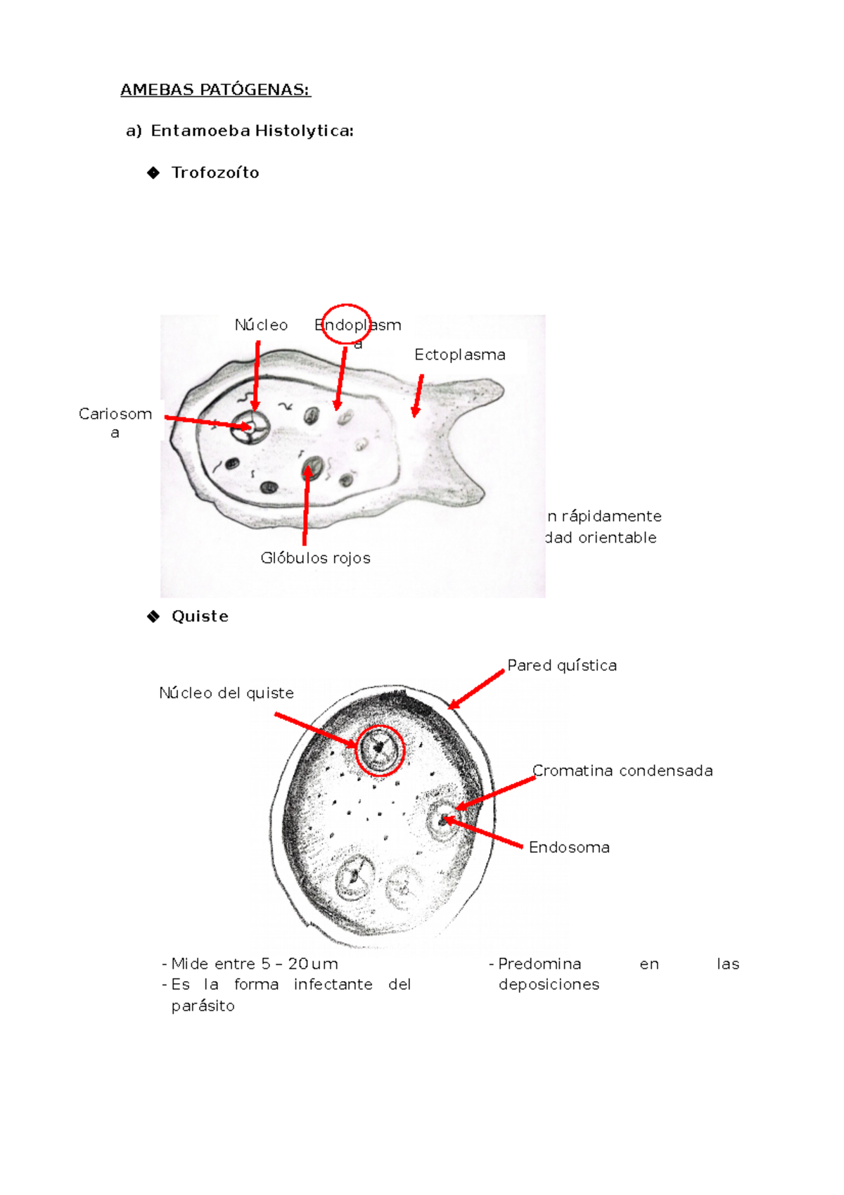 Amebas - AMEBAS PATÓGENAS: a) Entamoeba Histolytica: Trofozoíto Mide ...