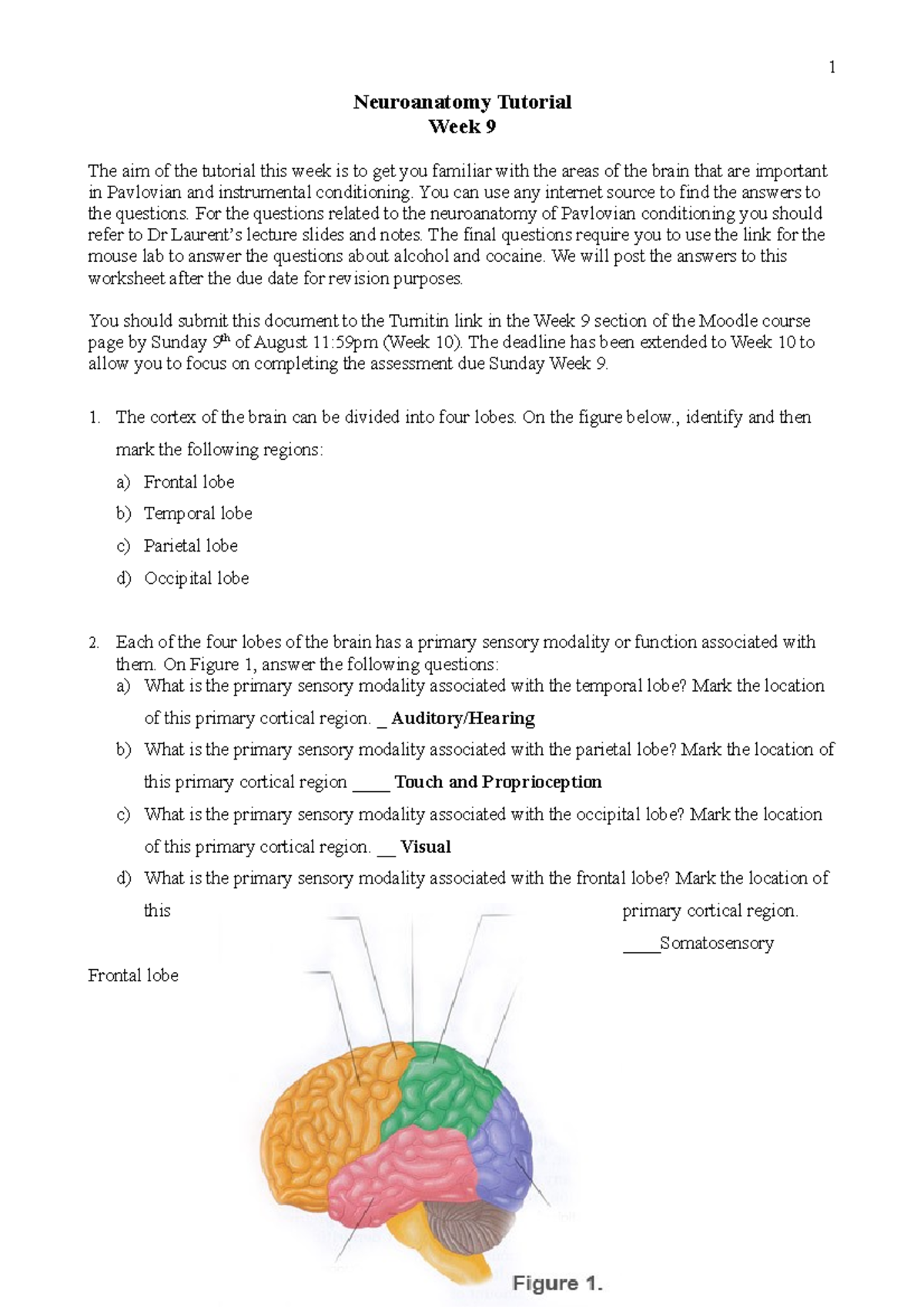 Week 9 Asynchronous Tutorial Activity Neuroanatomy - Neuroanatomy ...