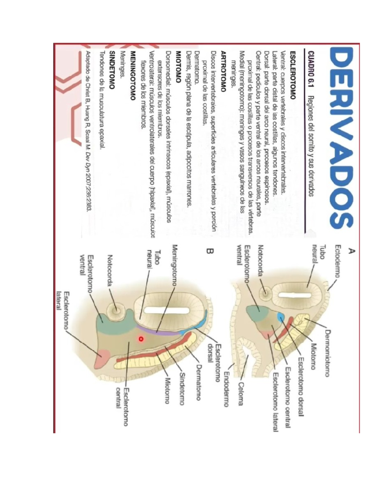 Derivados somitas - opeininh hdf - A DERIVADO Ectodermo Dermomiotomo ...