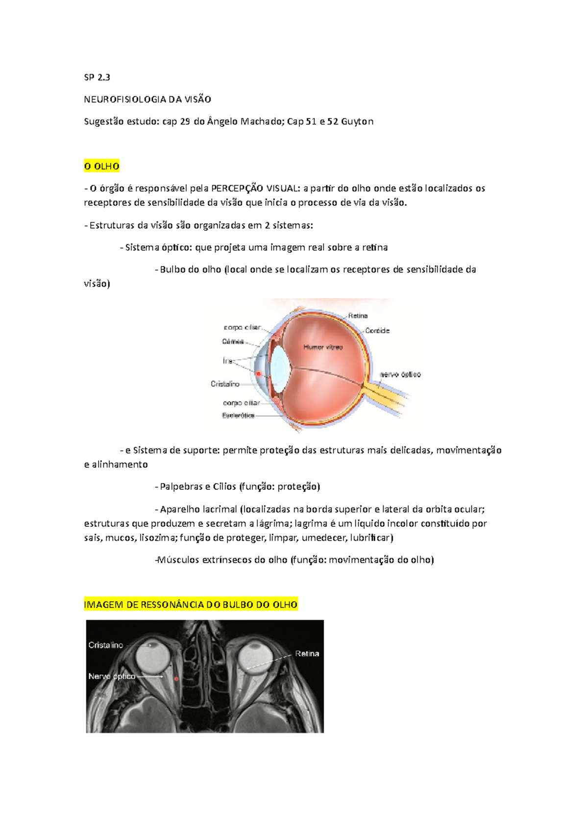 Via visual aula ju - Aula de anatomia da visão e vias visuais. Olho ...