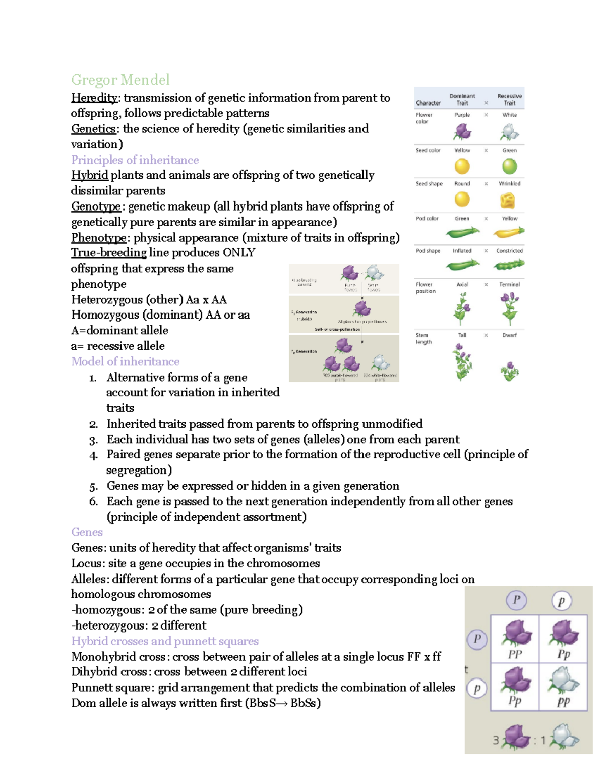 Mendel 11 - Gregor Mendel Heredity: transmission of genetic information ...
