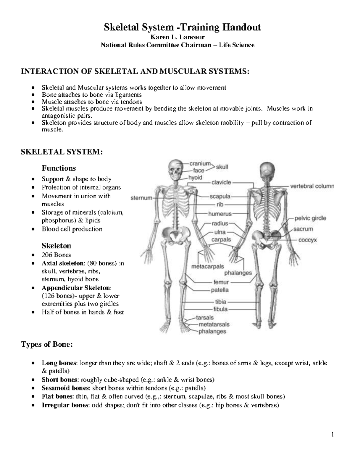 Comprehensive Guide to the Skeletal System - Skeletal System -Training ...