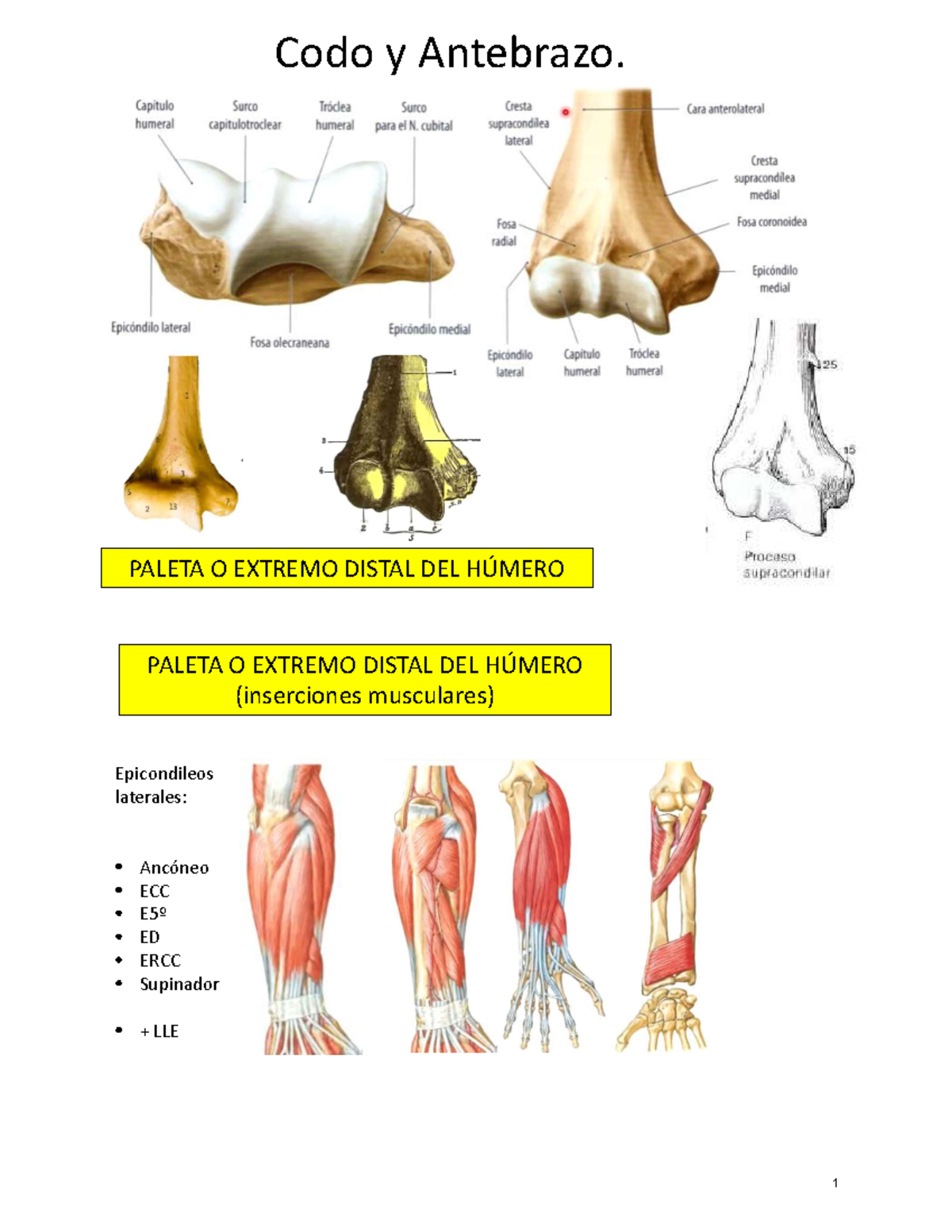CODO-ANTEBRAZO HUESOS Y ARTICULACIONES - PALETA O EXTREMO DISTAL DEL ...