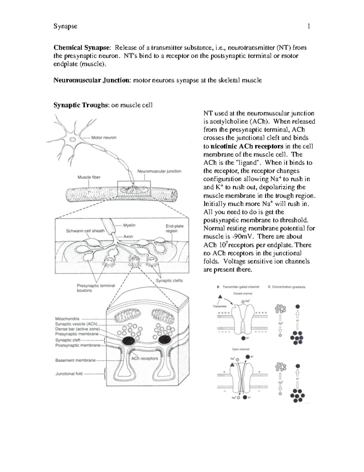 06Synapse - synapse - Chemical Synapse: Release of a transmitter ...