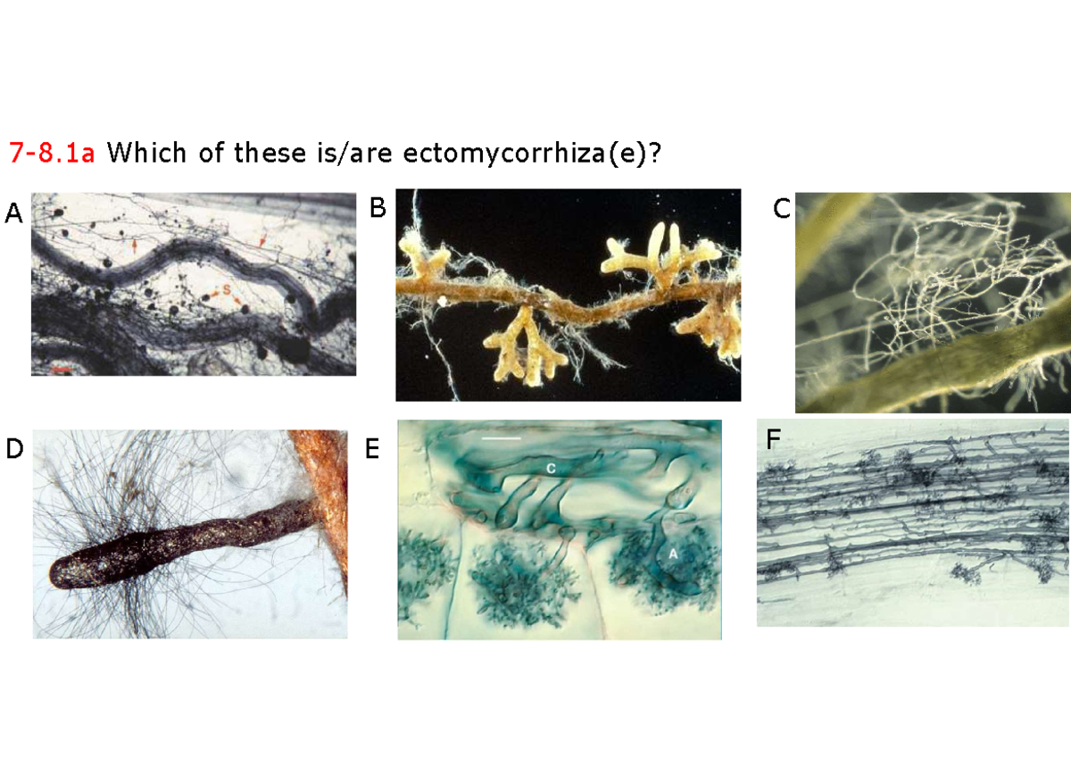 Tutorial Chapters 7+8 - 7-8 Which of these is/are ectomycorrhiza(e)? A ...