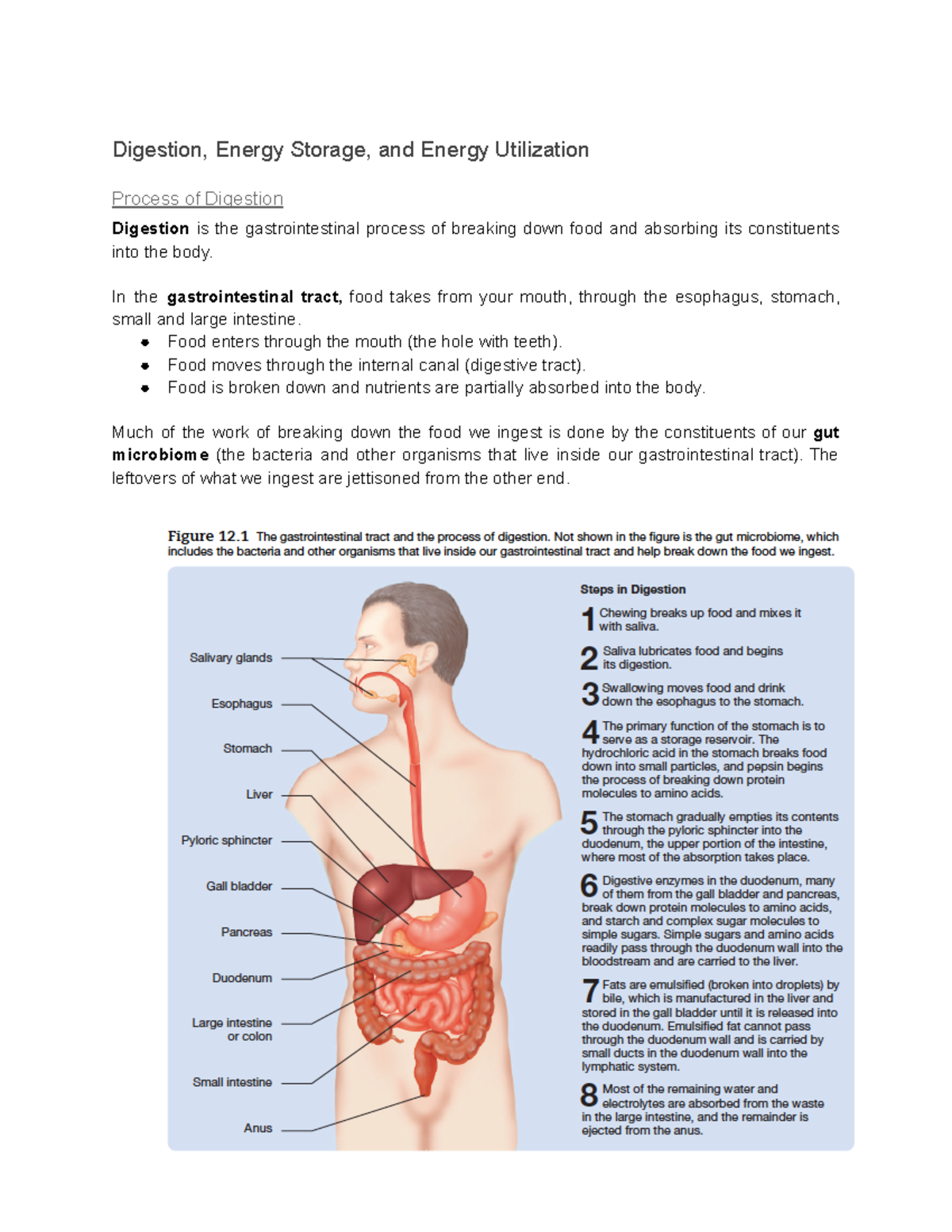 Physio Psych - Hunger, Eating, & Health - Digestion, Energy Storage ...