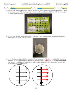 [Solved] Cinnabar eye color is an Xlinked recessive characteristic ...