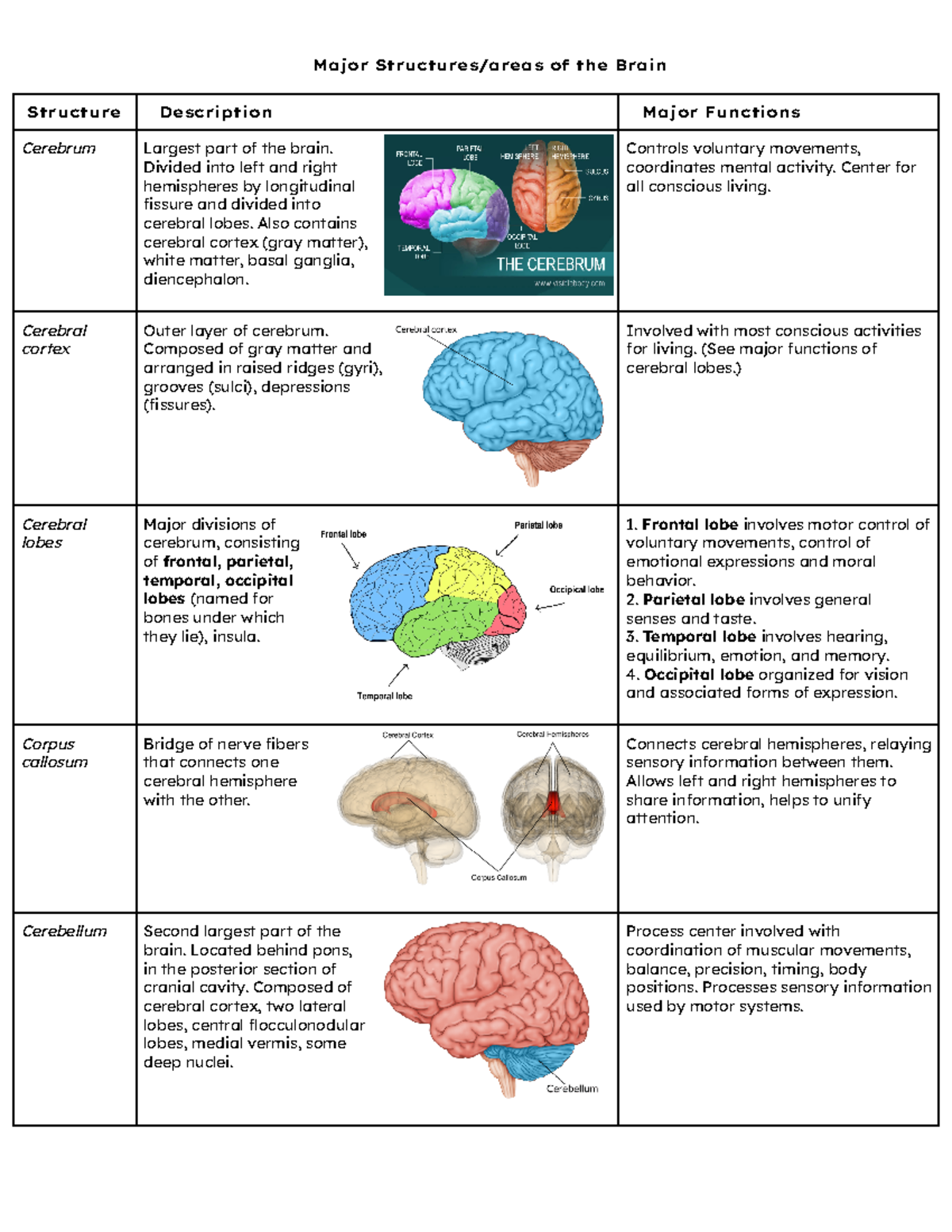 Brain Structures - Major Structures/areas of the Brain Structure ...