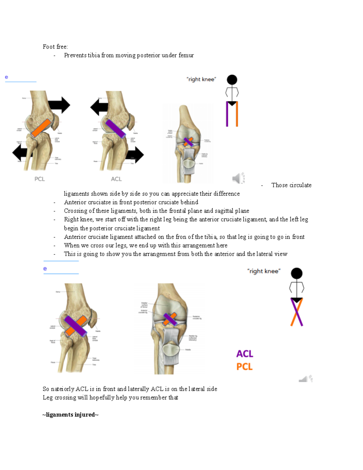 Anatomy Patellar Dislocation - Foot free: - Prevents tibia from moving ...