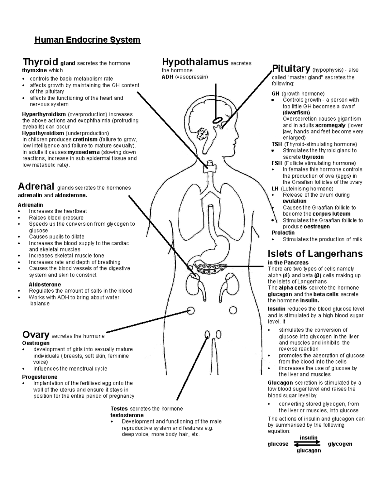 Endocrine system and Negative Feedback - Human Endocrine System ...