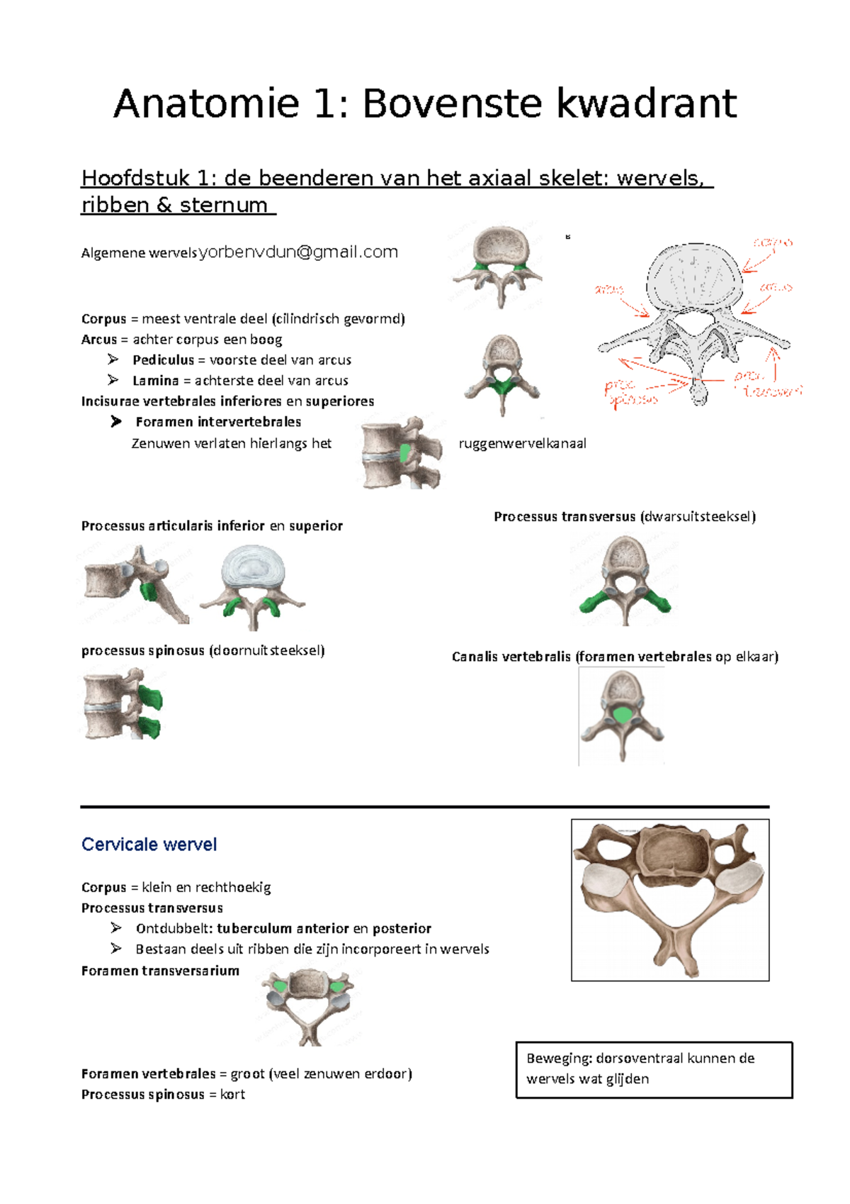 Anatomie 1, bovenste kwadrant - Anatomie 1: Bovenste kwadrant Hoofdstuk ...