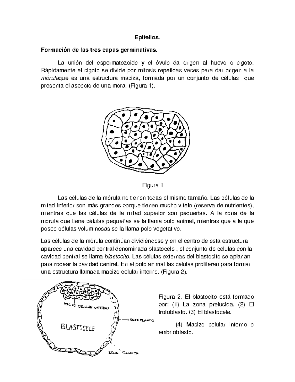 Tejido Epitelial (1) - cartilla - Epitelios. Formación de las tres ...