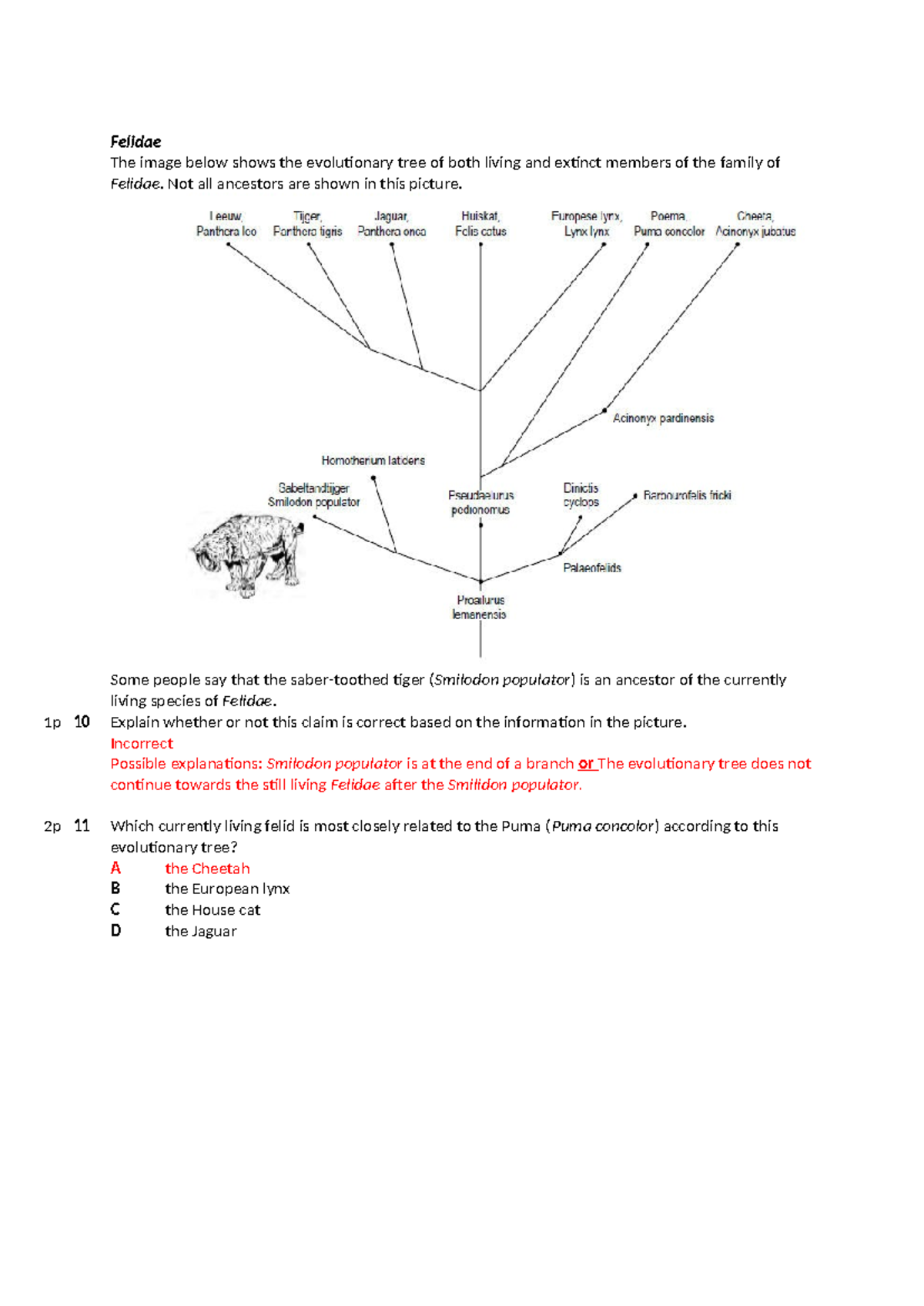 Test practice evolution answers - Felidae The image below shows the ...