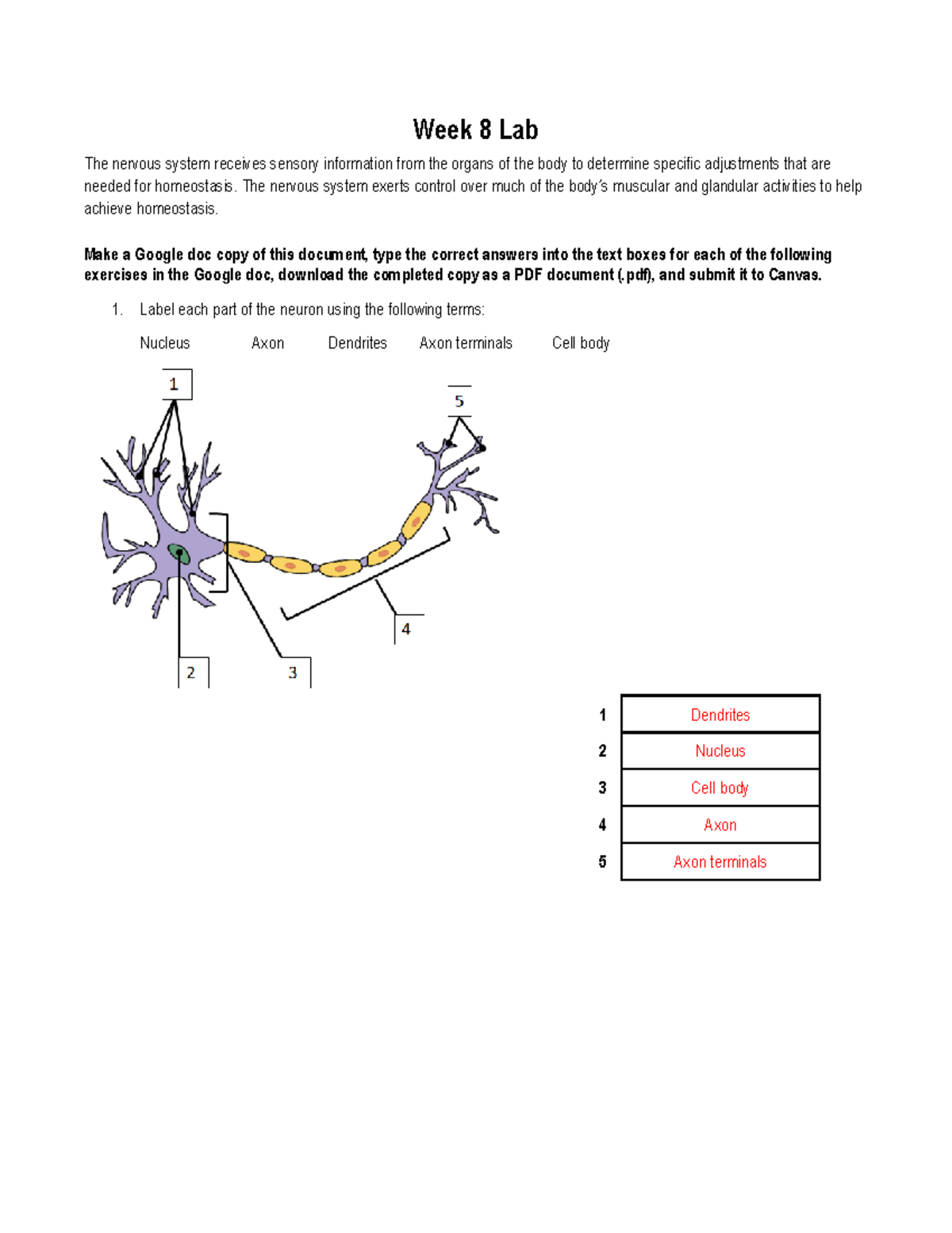 Week 8 Lab Answers - Week 8 Lab The nervous system receives sensory ...