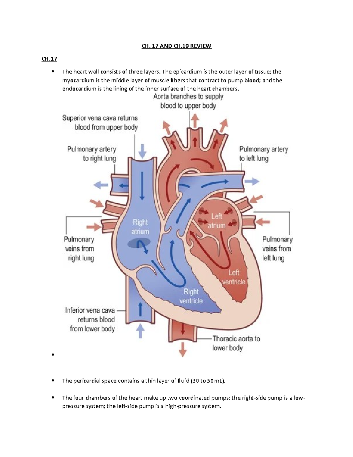 NUR 204 Cardiac Test 1 Review - CH. 17 AND CH REVIEW CH. The heart wall ...
