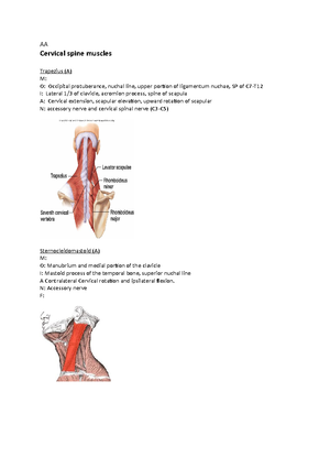 MSK Muscles-Pelvis - anatomy of the pelvic muscles - attachment ...