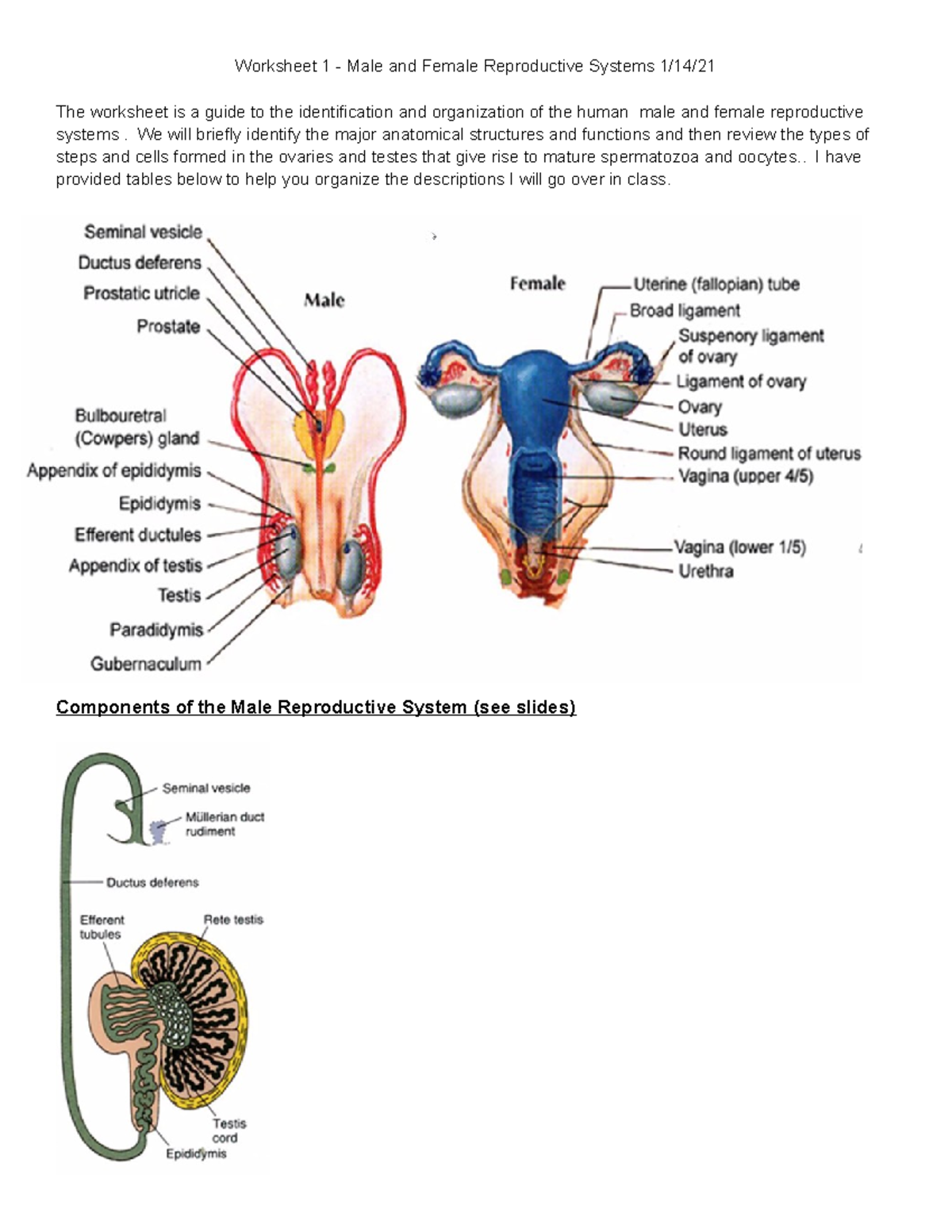 Thursday Week 2 WS1 - Worksheet 1 - Male and Female Reproductive ...