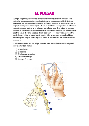 Movimientos Anatómicos Del Pulgar