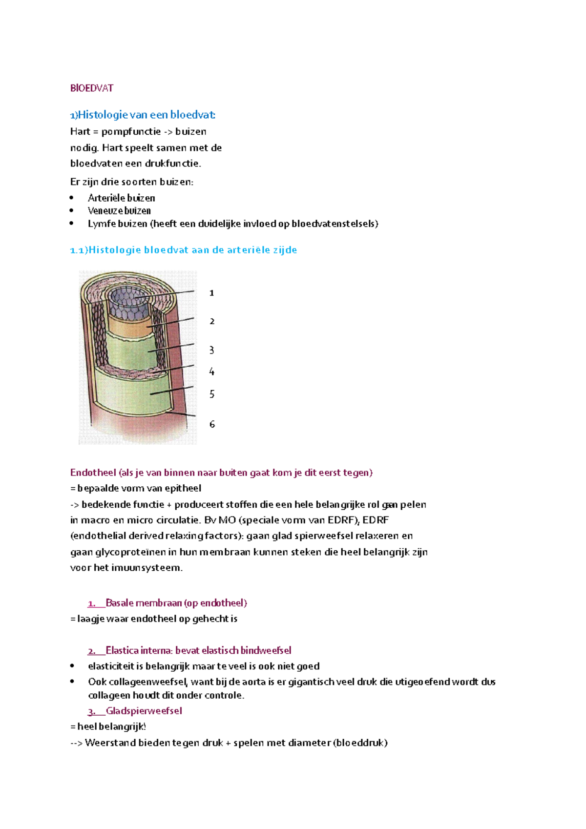 Bloedvat Fysiologie - BlOEDVAT 1)Histologie van een bloedvat: Hart ...