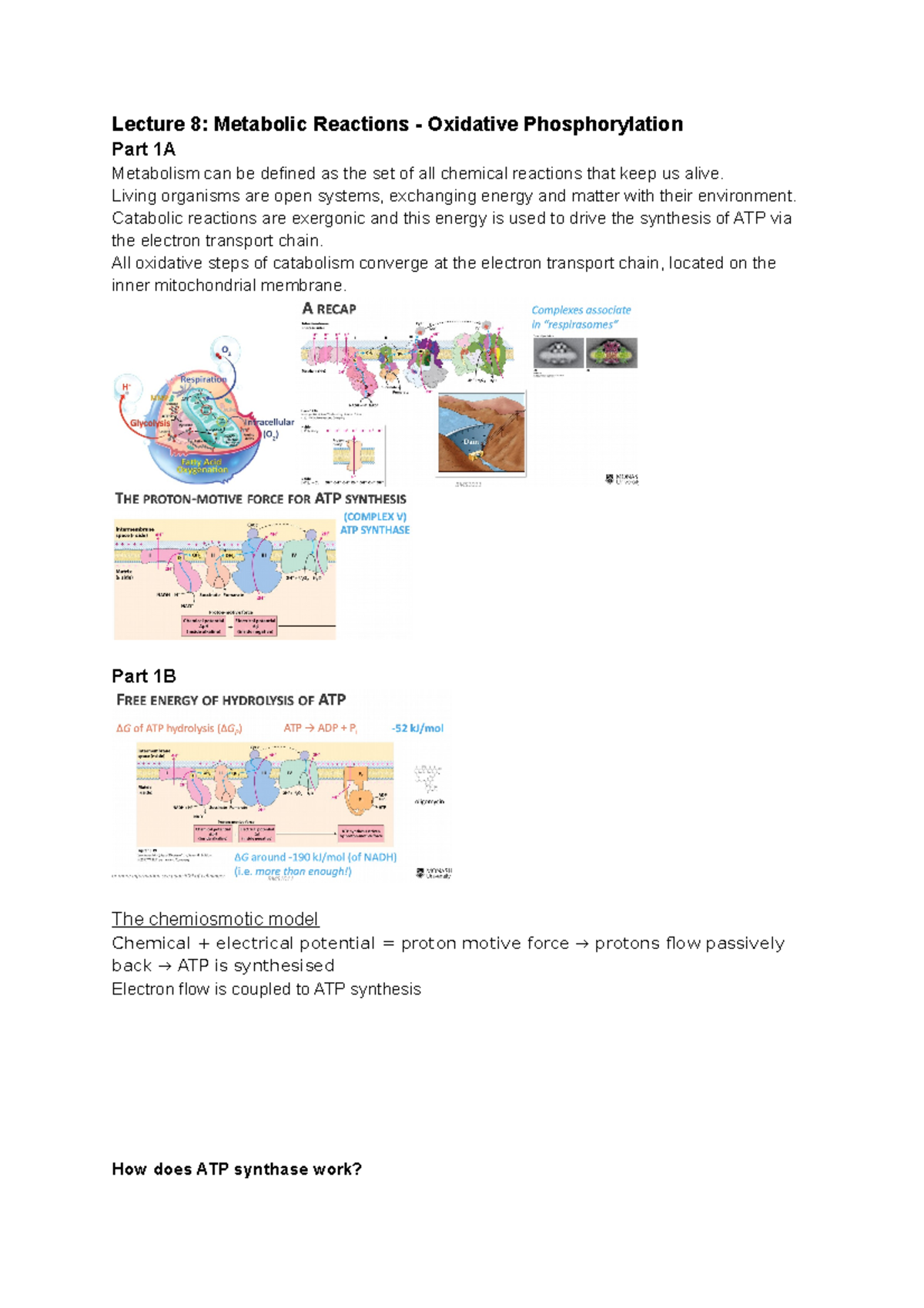 Lect 8 - metabolic reactions oxidative phosphorylation - Lecture 8 ...